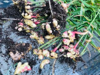 How to Grow, Harvest, Preserve Ginger Indoors: 4 Easy Steps