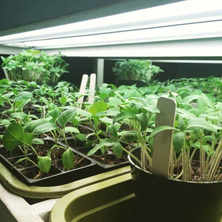 Starting Seeds Indoors for Your Garden: Tips For Success