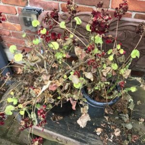 Overwintering Geraniums: 4 Simple Ways + How to Replant