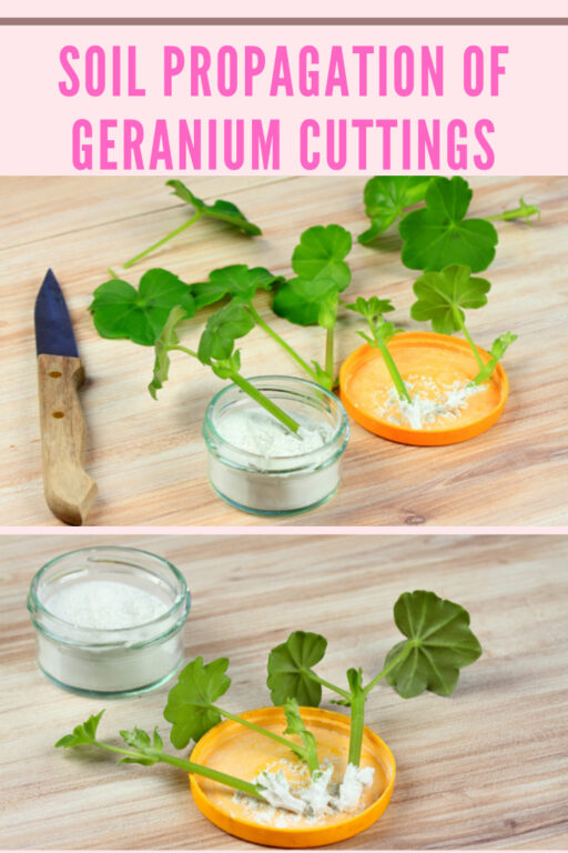 Overwintering Geraniums: 4 Simple Ways + How to Replant