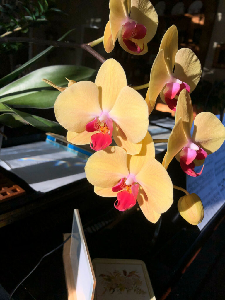 Growing Moth Orchids: Care, Watering, Reblooming and More