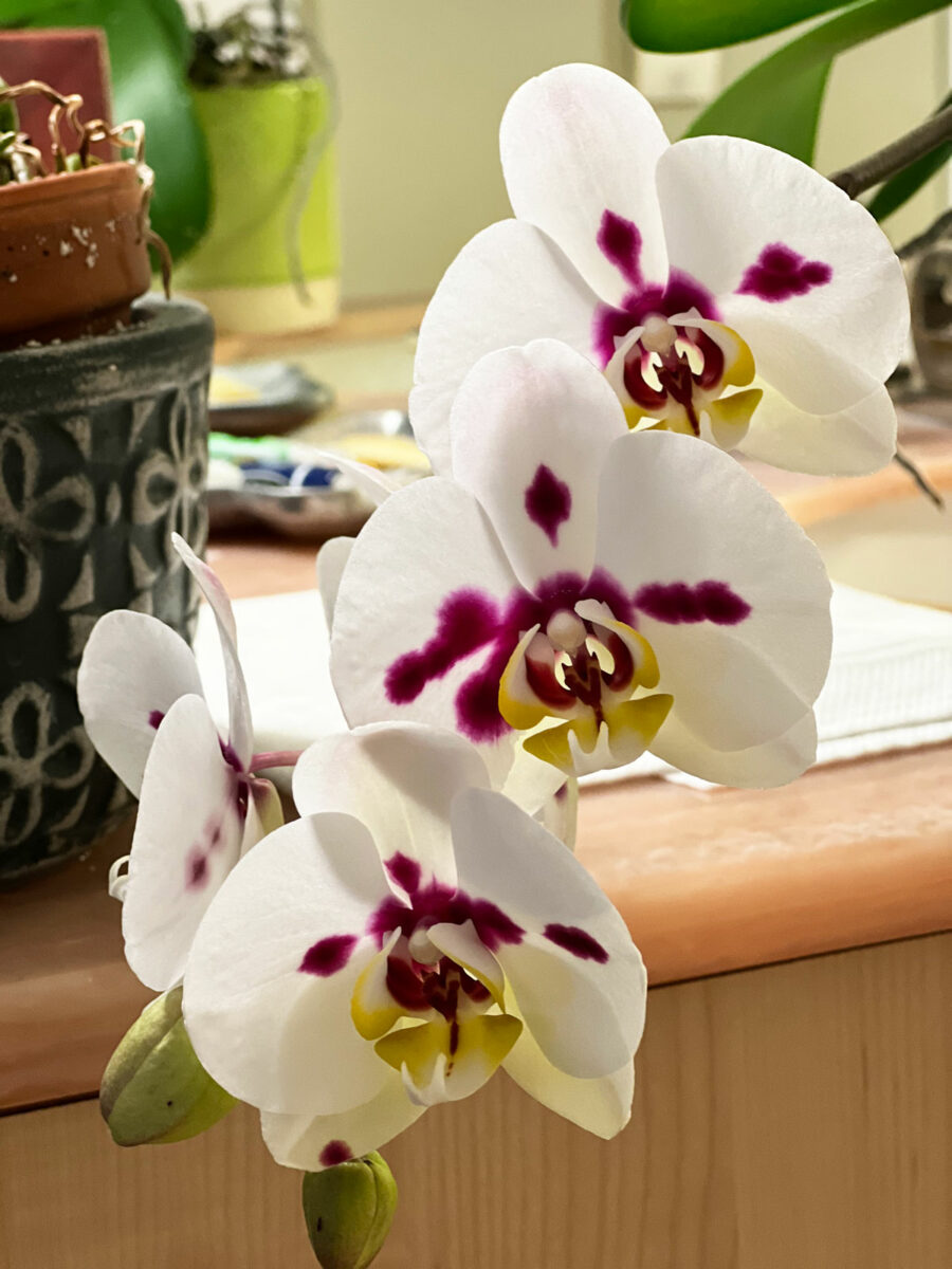 Growing Moth Orchids: Care, Watering, Reblooming and More