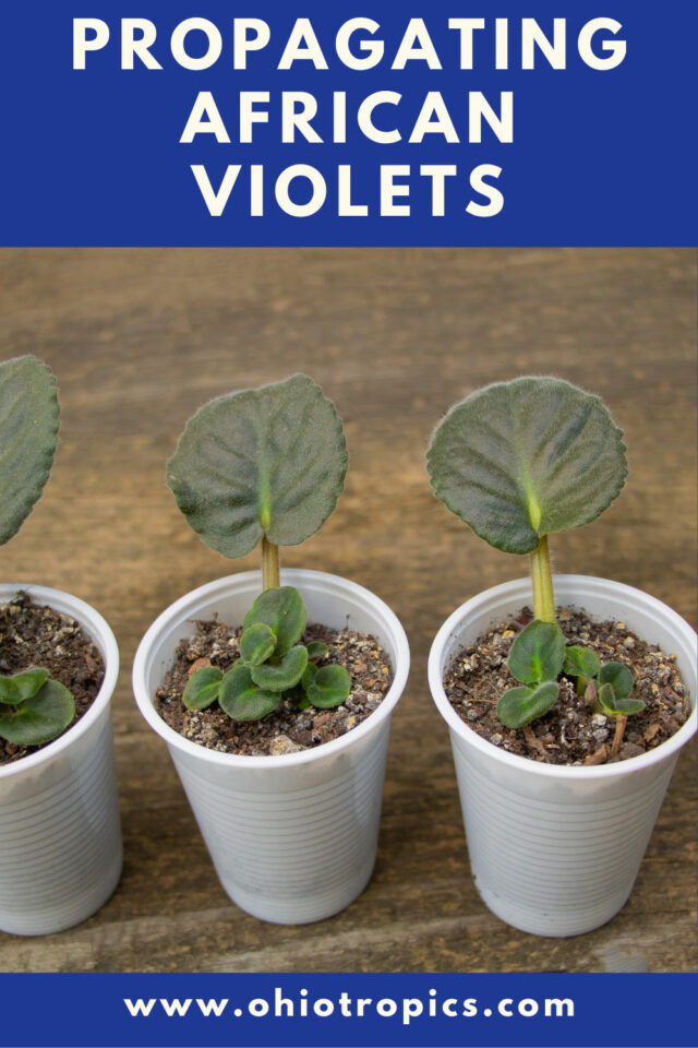 What Window is best for African Violets & More Care Tips