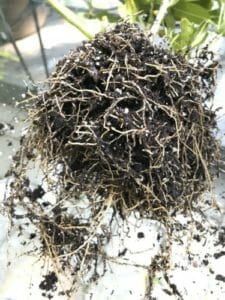 How to Repot a Plant That Is Root Bound