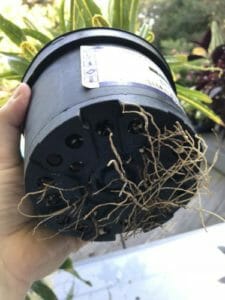 How to Repot a Plant That Is Root Bound