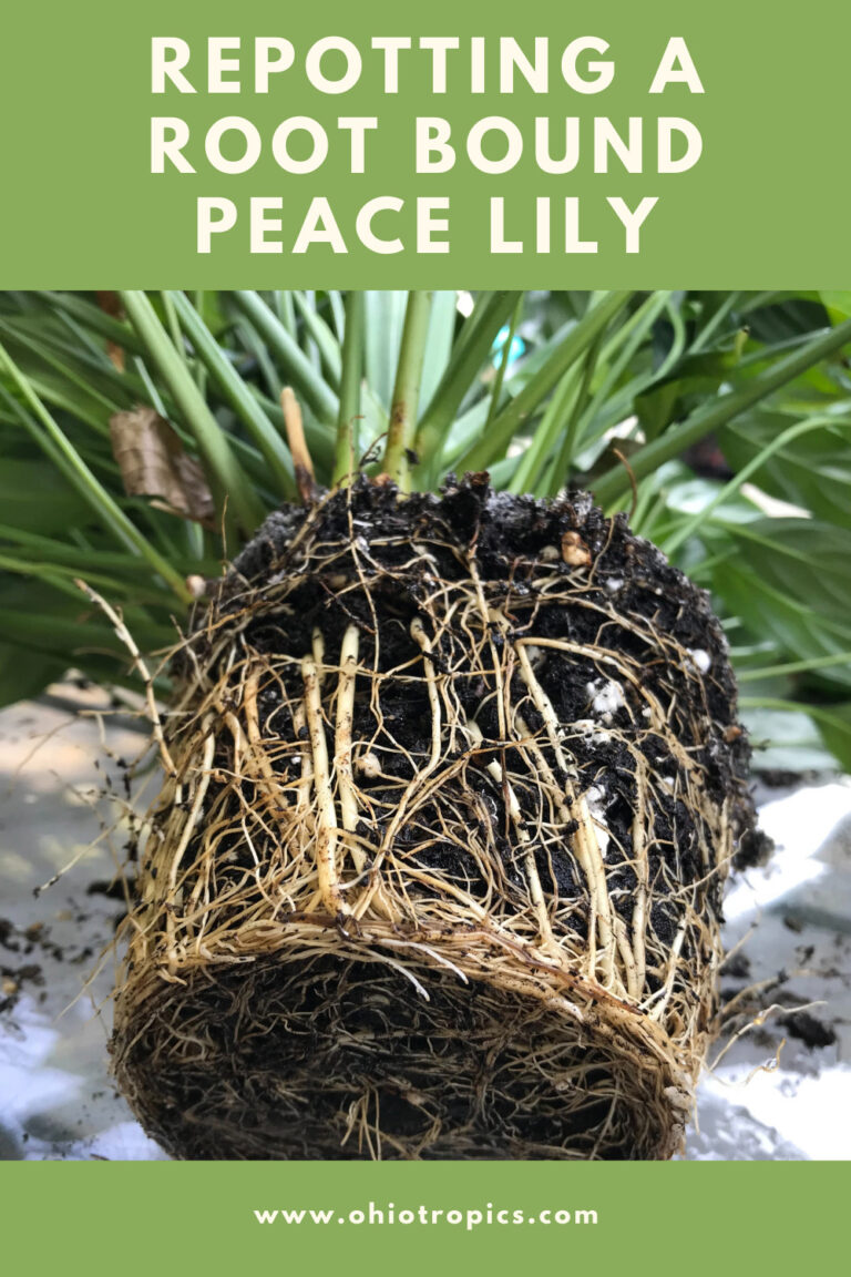 Repotting a Root Bound Peace Lily: 3 Easy Steps for Success