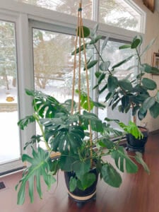 Monstera Deliciosa Care & Repotting: 5 Crucial Tips