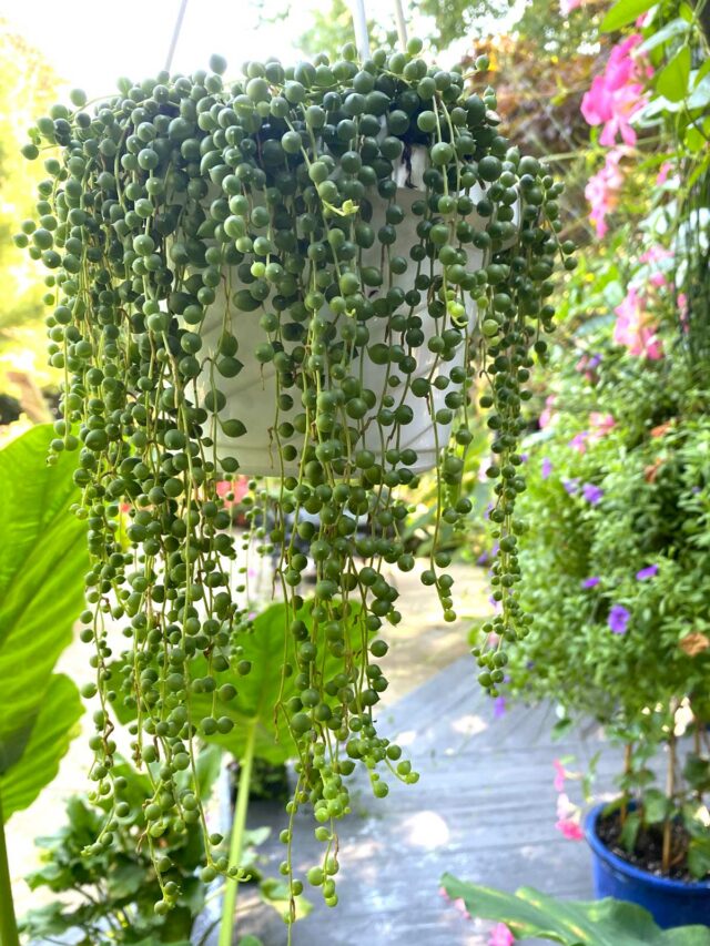 String of Pearls Care Guide: 5 Transformational Tips