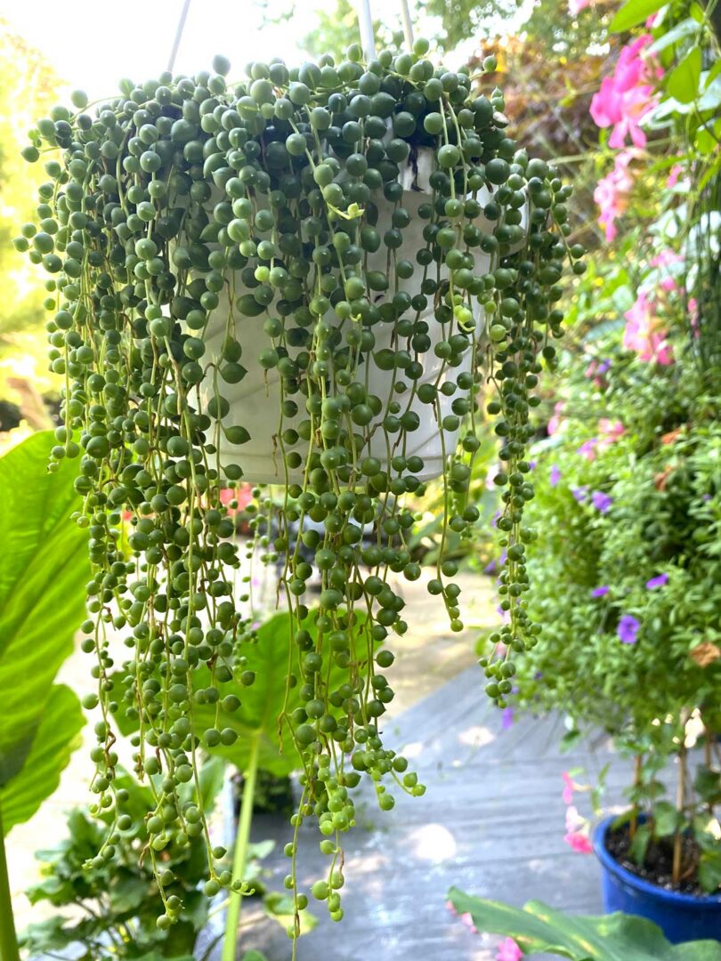 String of Pearls Care Guide: 5 Transformational Tips