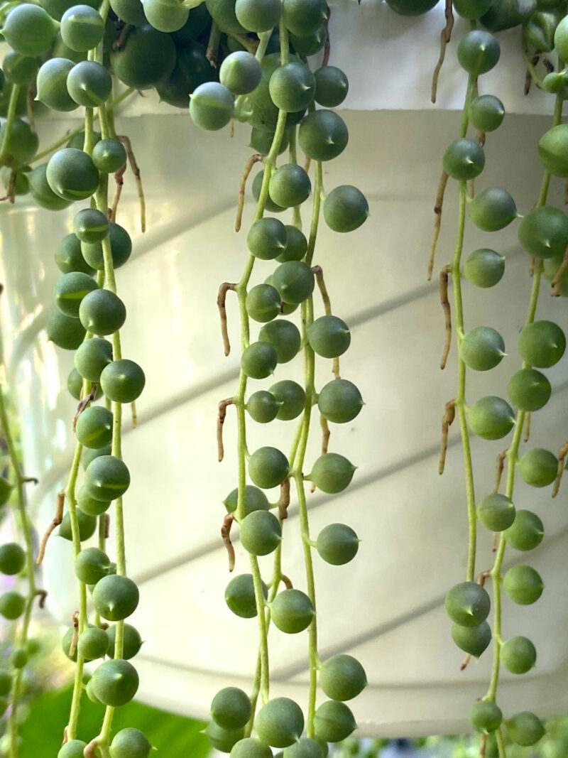 Propagating String of Pearls: 3 Easy Steps w/ Pics