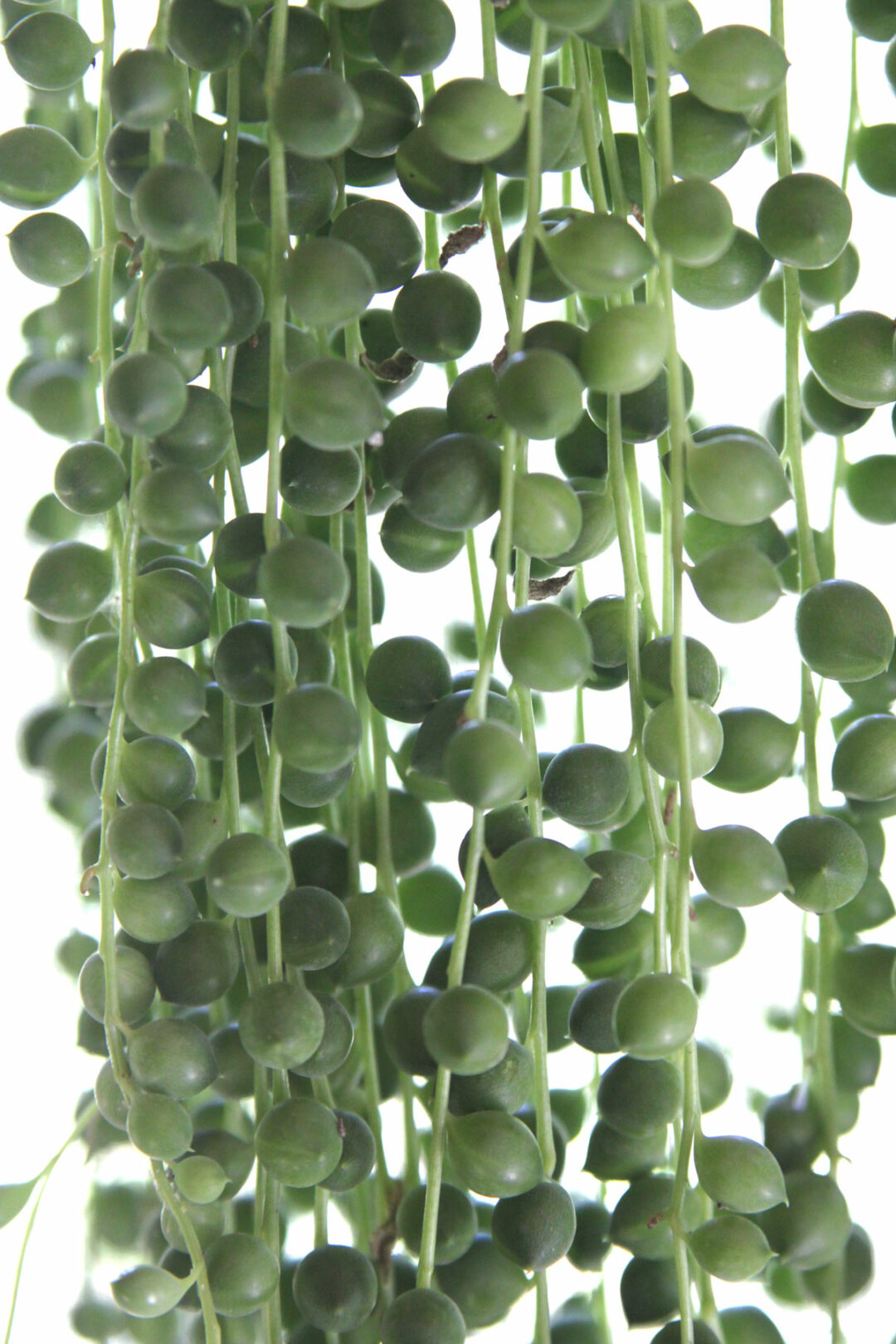 String of Pearls Care Guide: 5 Transformational Tips