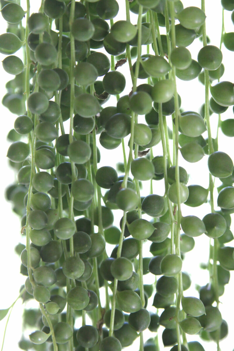String of Pearls Care Guide: 5 Transformational Tips