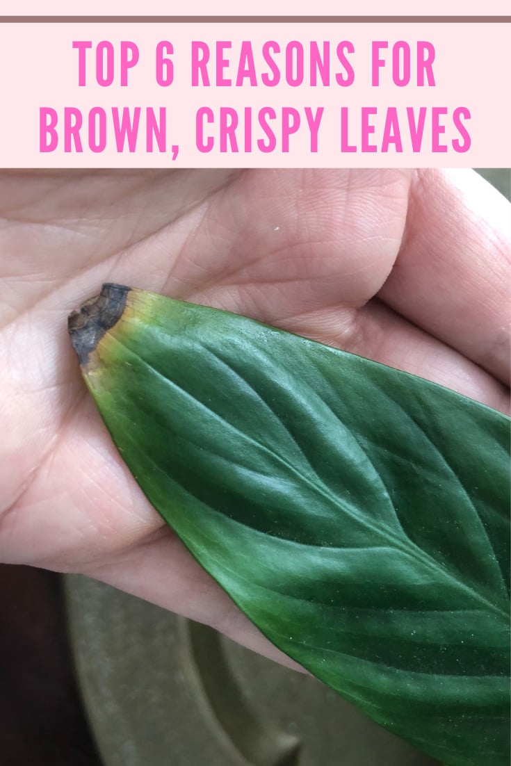 Are Your Plant Leaves Turning Brown and Crispy?