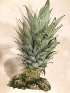 Pineapple Propagation: 9 Easy Steps to Root a Fruit Top