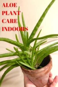Aloe Plant Care: The Complete Indoor Growing Guide