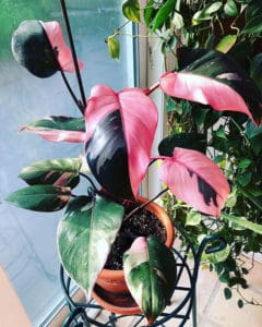 Philodendron Pink Princess: 7 Ultimate Growing Tips & Tricks