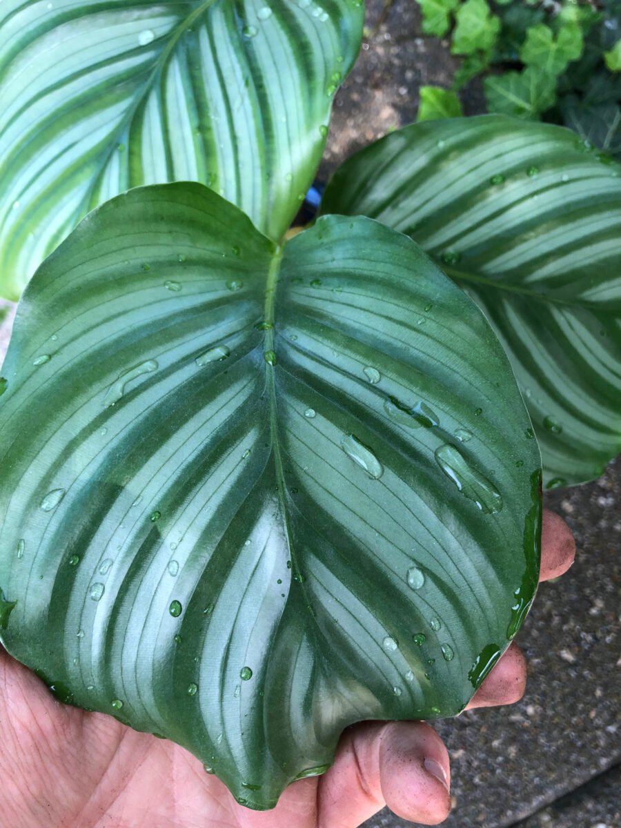 Keep Your Calathea Alive-3 Secrets to No Brown/Crispy Edges