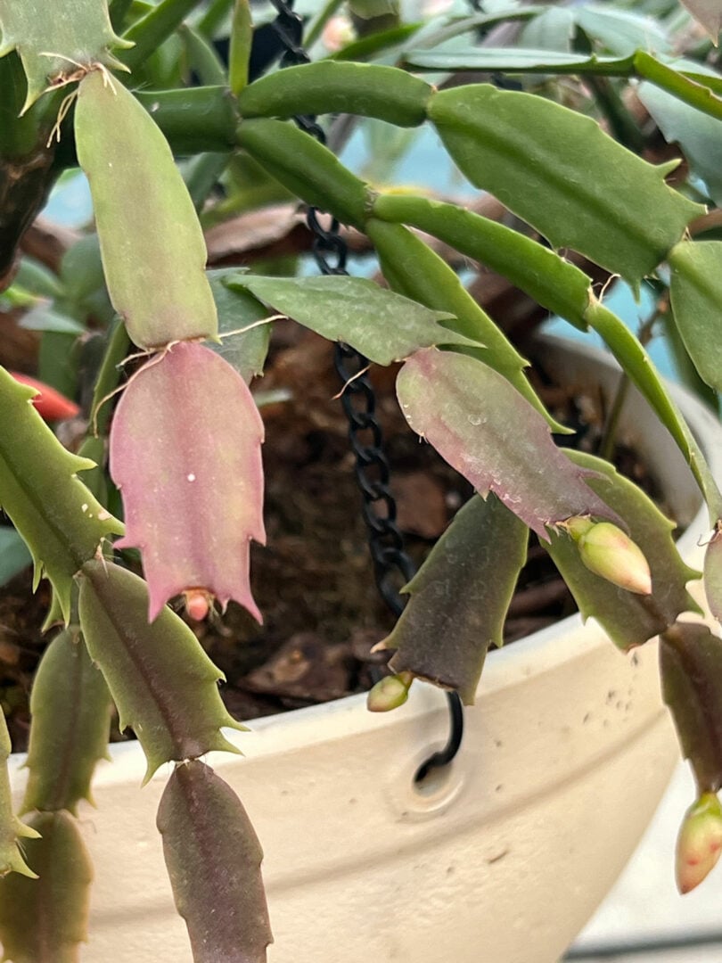 3 Secrets to Getting Christmas Cactus to Bloom + Care Tips