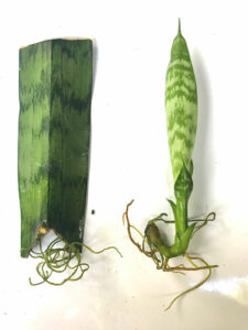 How to Propagate Snake Plant, or Sansevieria, in Water