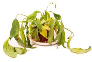 Overwatering Houseplants: It's Not What You Think!