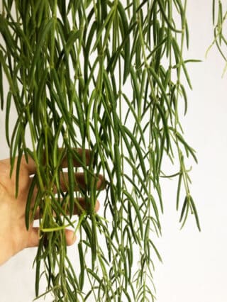 How Do You Care for Hoya Linearis? 8 Important Growing Tips
