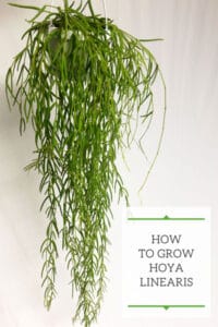How Do You Care for Hoya Linearis? 8 Important Growing Tips