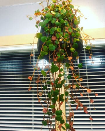 Peperomia Ruby Cascade: 1 Critical Growing Secret