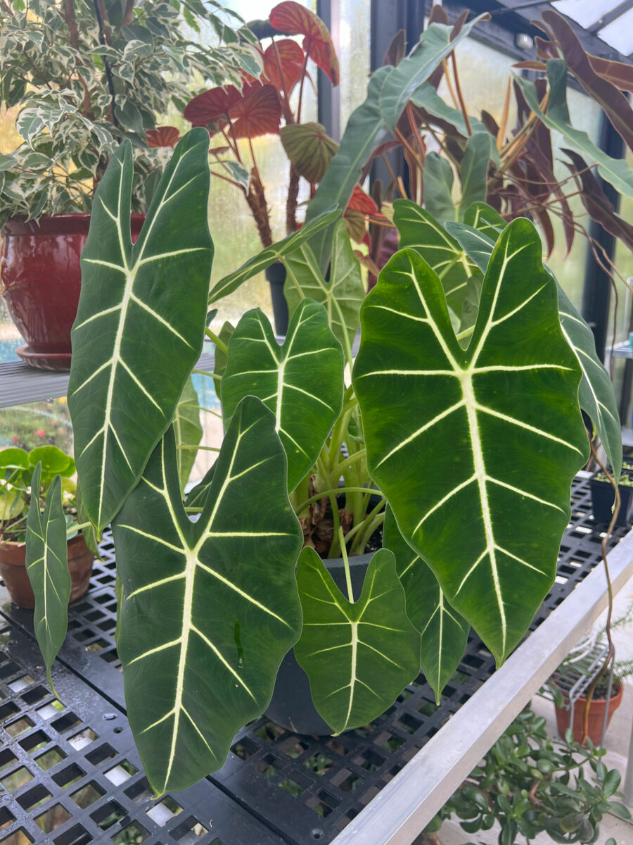 Alocasia Frydek - Vital Growing Tips and Common Problems