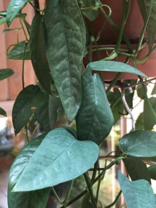 Cebu Blue Care - An Easy, Exquisite Houseplant!