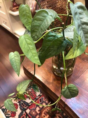 Cebu Blue Care - An Easy, Exquisite Houseplant!
