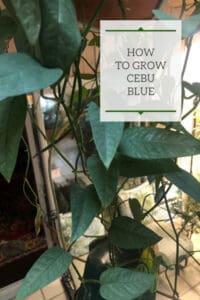 Cebu Blue Care - An Easy, Exquisite Houseplant!
