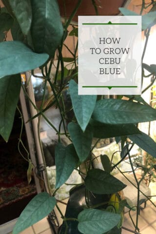 Cebu Blue Care - An Easy, Exquisite Houseplant!