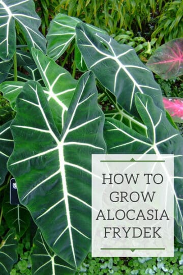 Alocasia Frydek - Vital Growing Tips and Common Problems