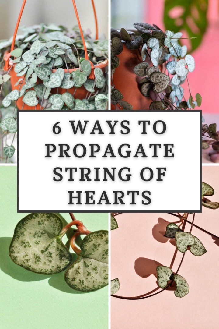 6 Ways to Propagate String of Hearts - Chain of Hearts