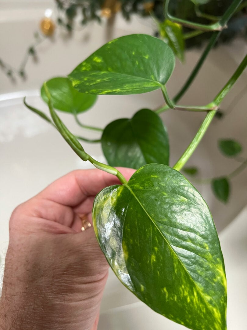 Pothos vs. Philodendron: 5 Easy Ways to Tell the Difference!