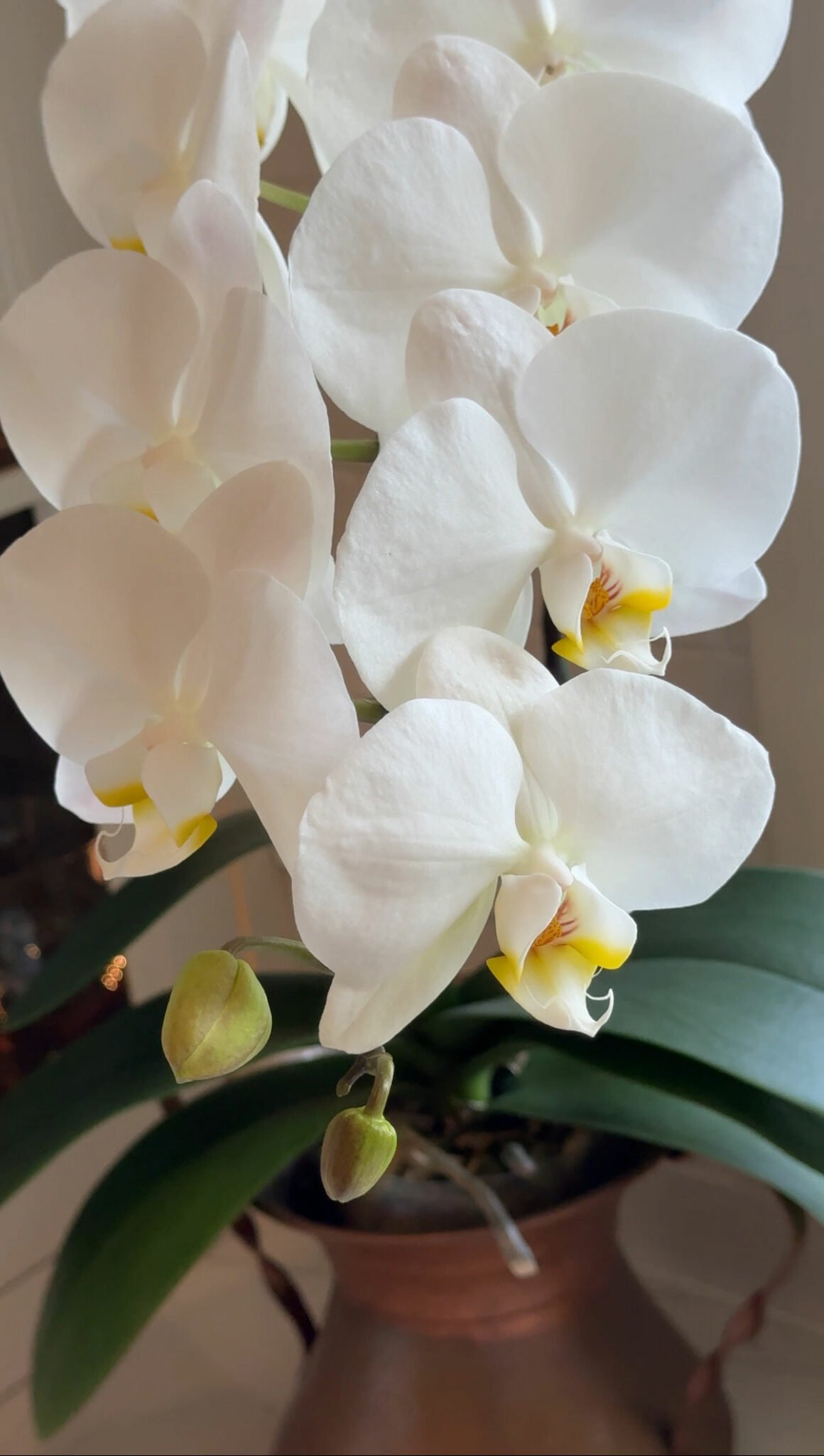 Orchid Care After Flowering: Steps to Keep Blooming