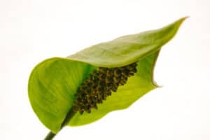 Dying Peace Lily? Expert Tips to Grow and Revive Your Plant!