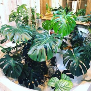 5 Intriguing Facts about the Monstera Flower
