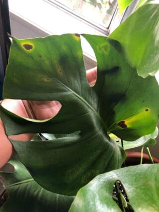 Monstera Problems: 11 Frustrating Problems & Solutions