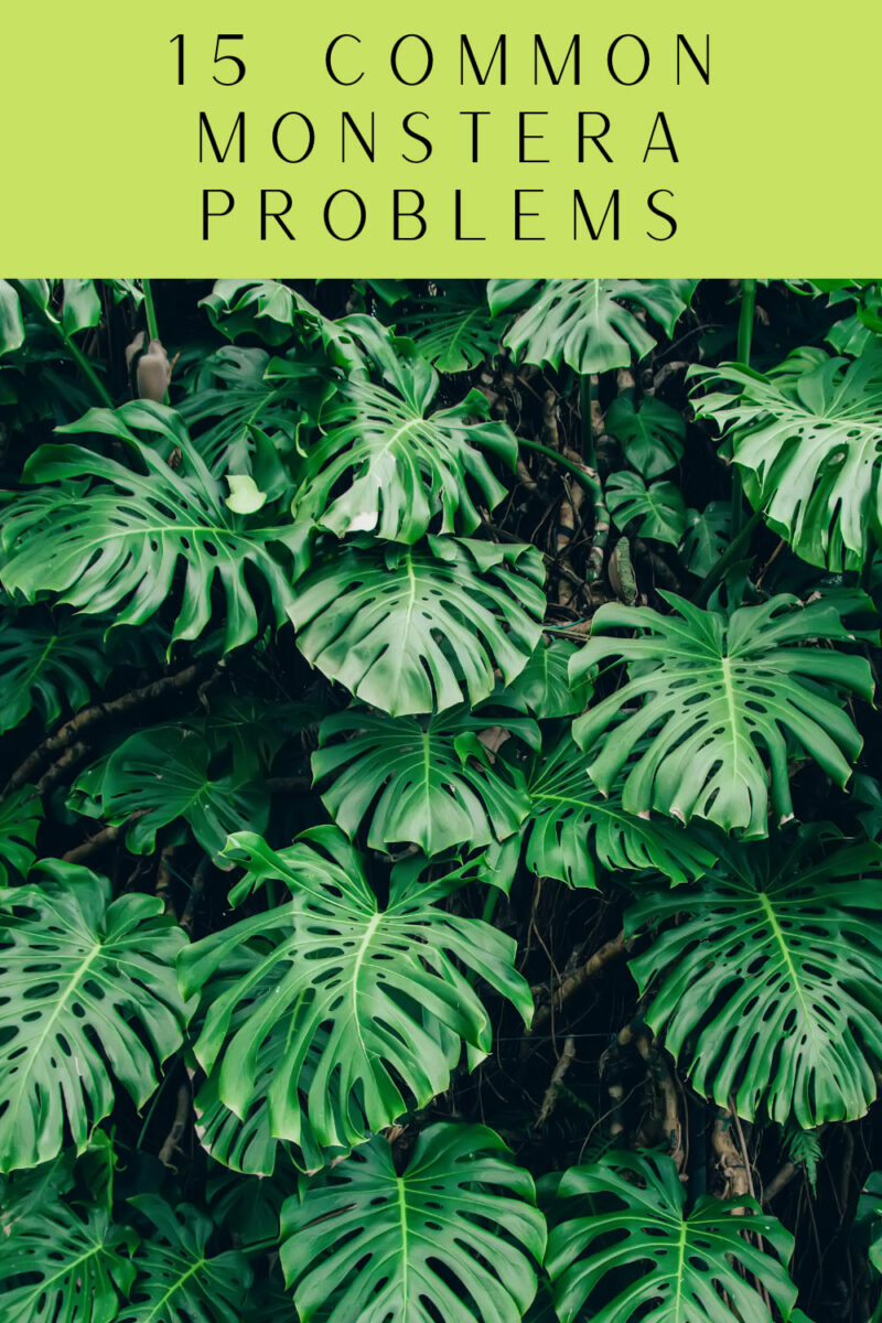 Monstera Problems: 15 Frustrating Problems & Solutions