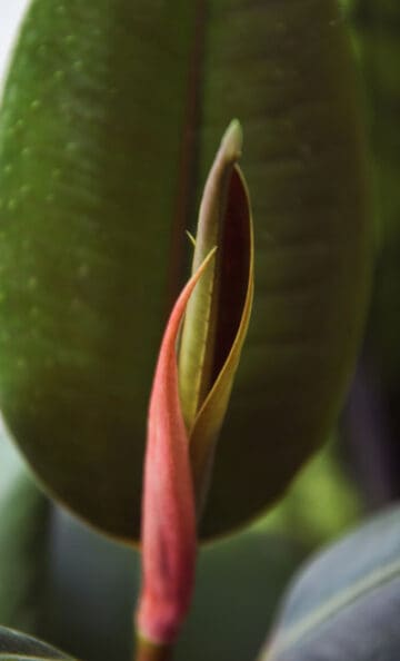 Rubber Plants: Ultimate Growing Guide and 16 Common Problems