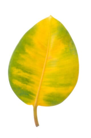Rubber Plants: Ultimate Growing Guide and 16 Common Problems