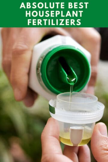 How to Fertilize Houseplants: And the 1 BEST Fertilizer!