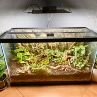 Turn an Aquarium into a Terrarium: 9 Super Easy Steps!