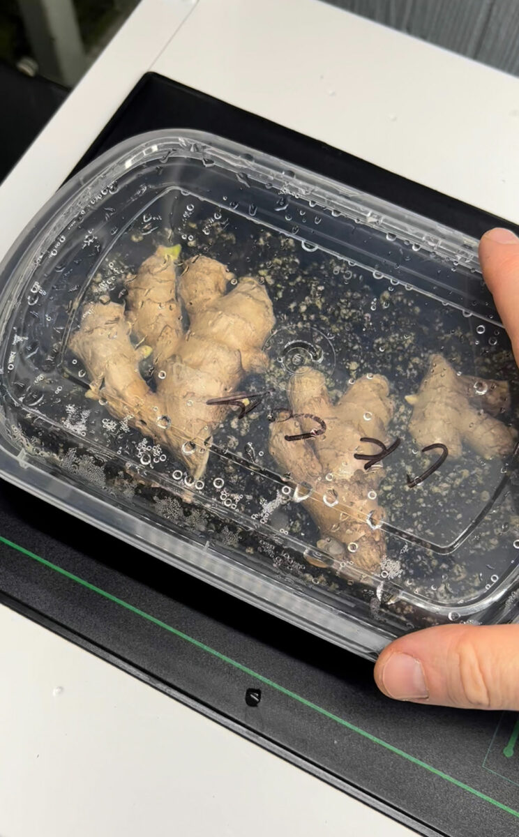 How to Grow, Harvest, Preserve Ginger Indoors: 4 Easy Steps