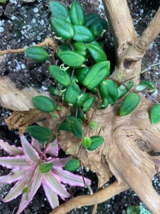 Peperomia Perciliata: 1 Rare Jewel for Your Collection