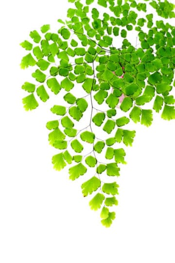 Maidenhair Ferns: 1 Amazing Secret on How to Keep Them Alive