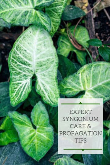 Syngonium Plant: 7+ Expert Care & Propagation Tips!
