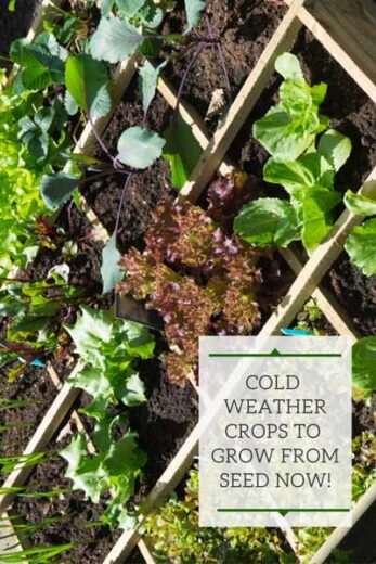 9 Cold Weather Crops You Can Grow NOW from Seed!