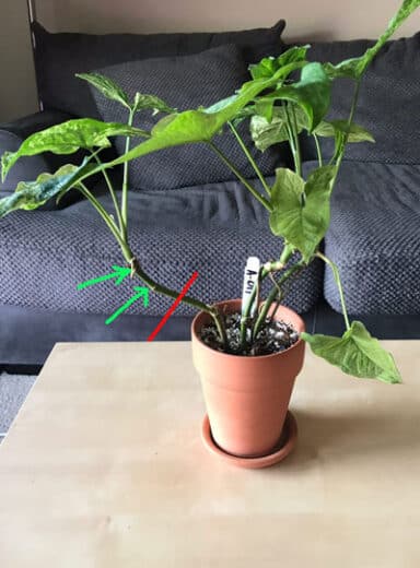 Syngonium Plant: 7+ Expert Care & Propagation Tips!